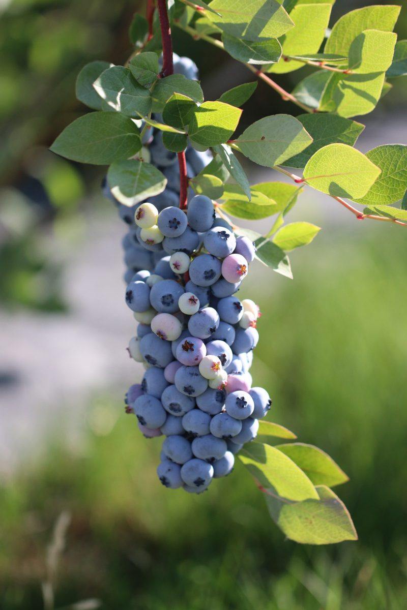 The Magic Behind Big Fat Blueberries - Agrarian Angel